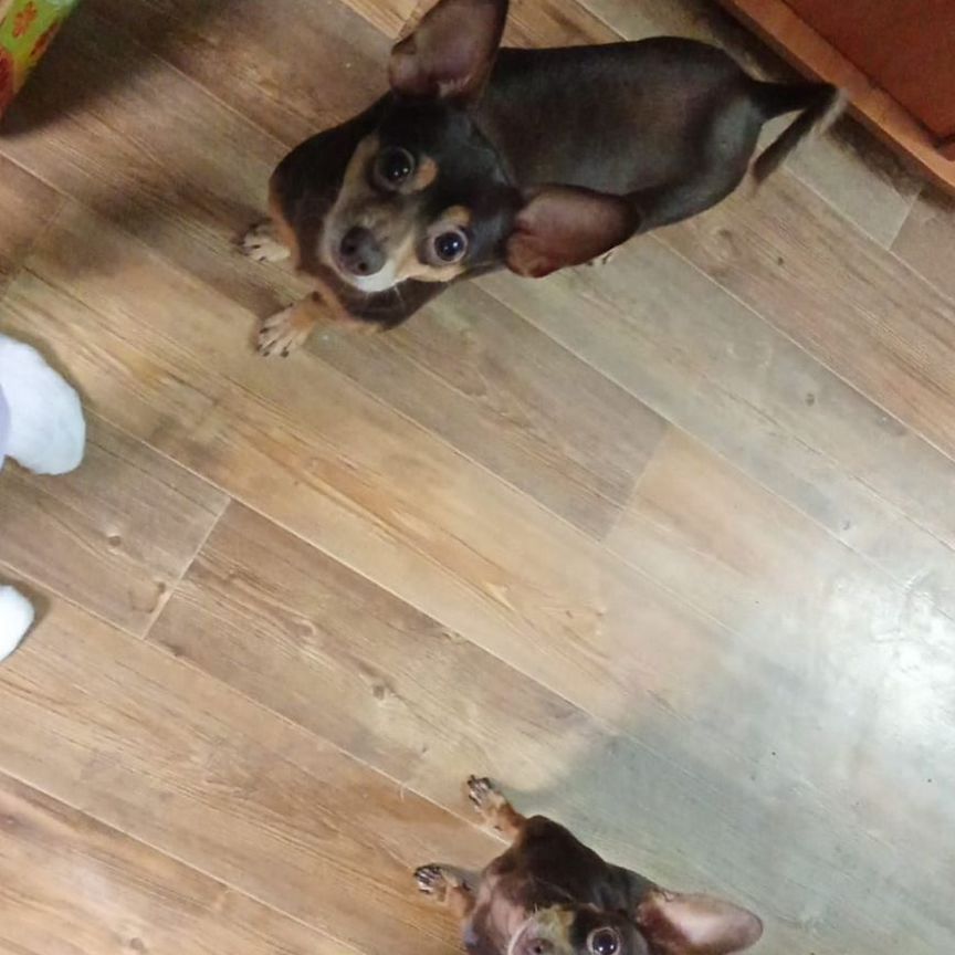 Русский той-терьер, взрослый пёс