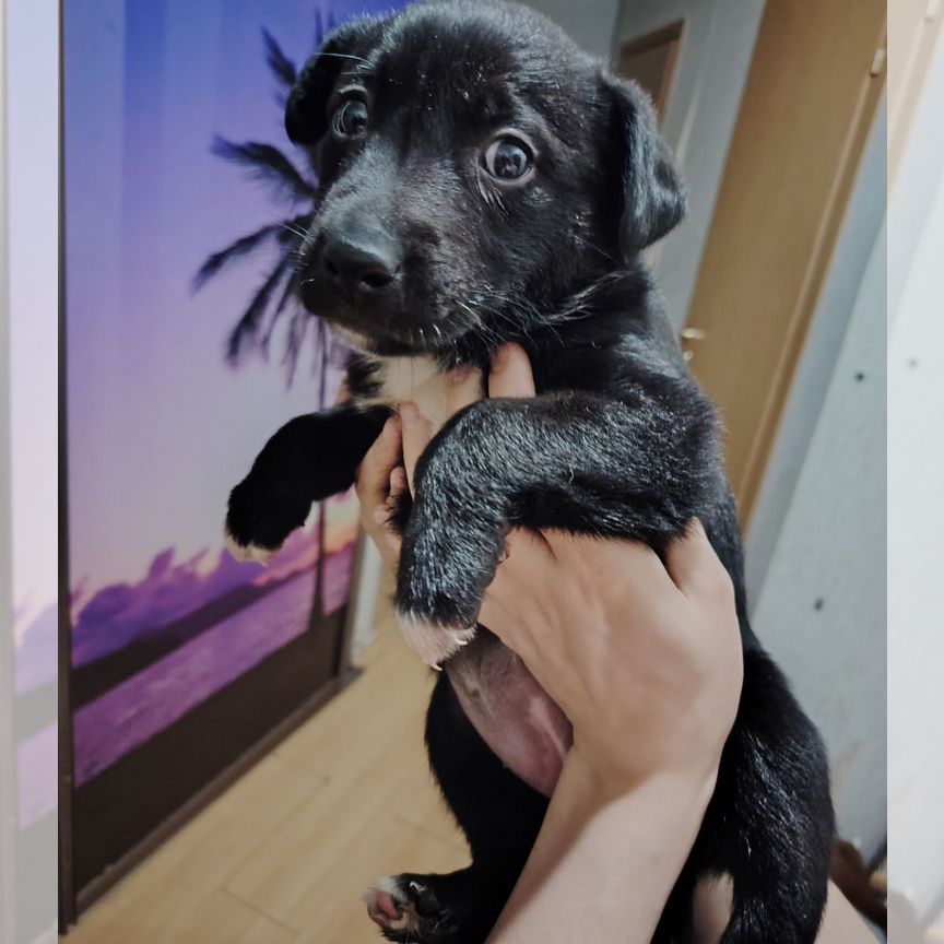 Щенок в добрые руки