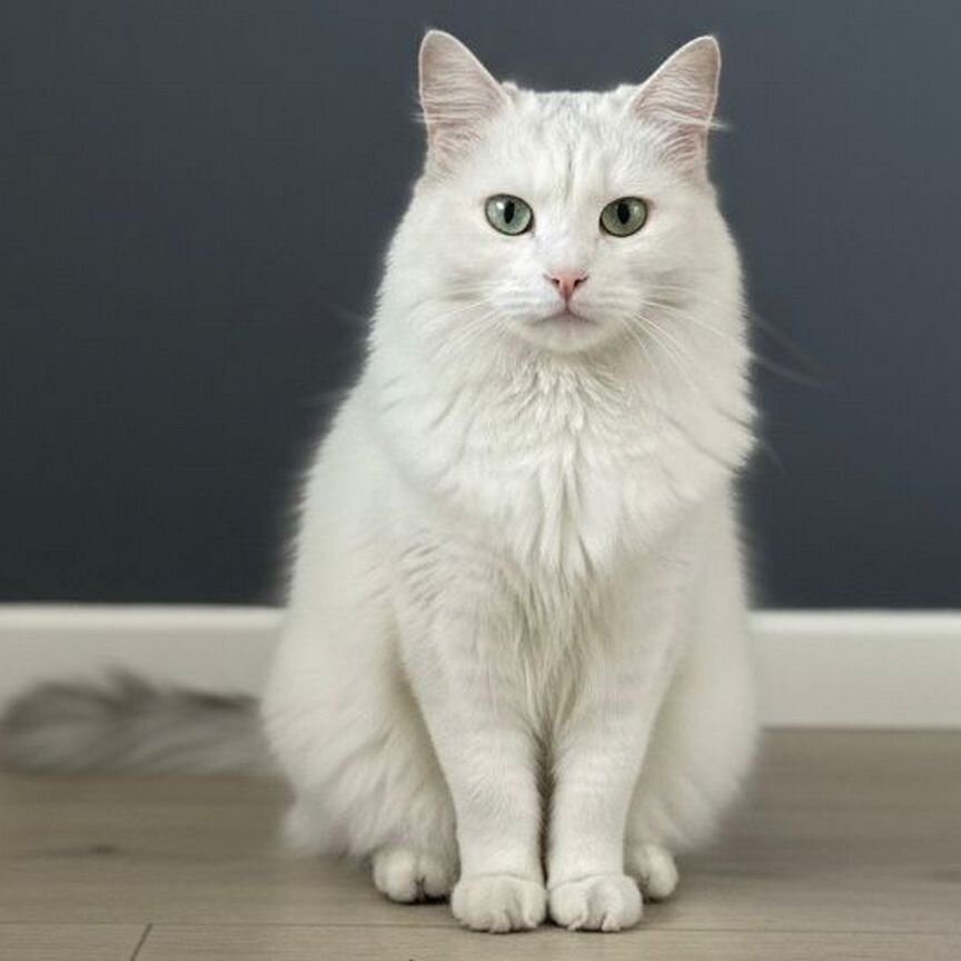 Взрослая кошка в добрые руки