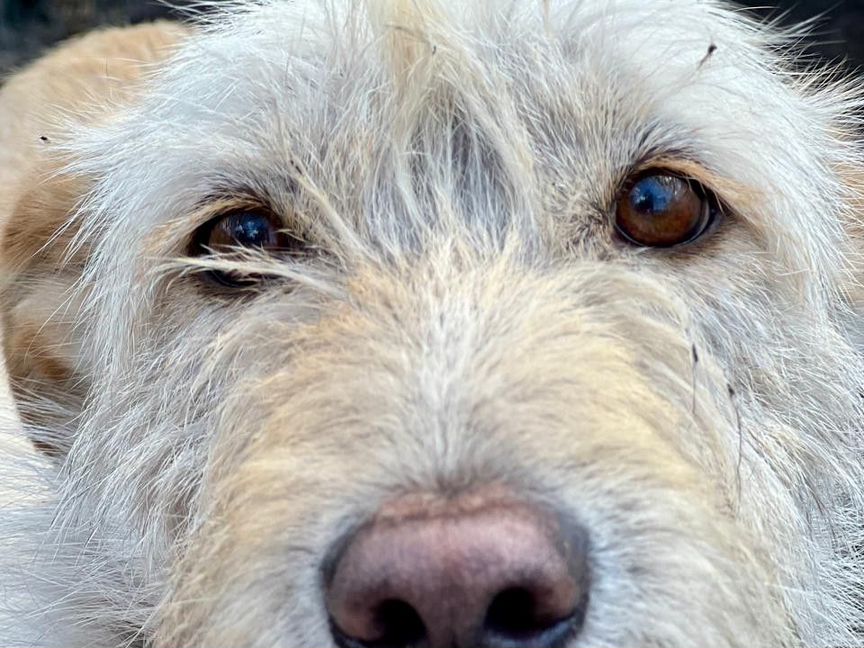 Собака в добрые руки