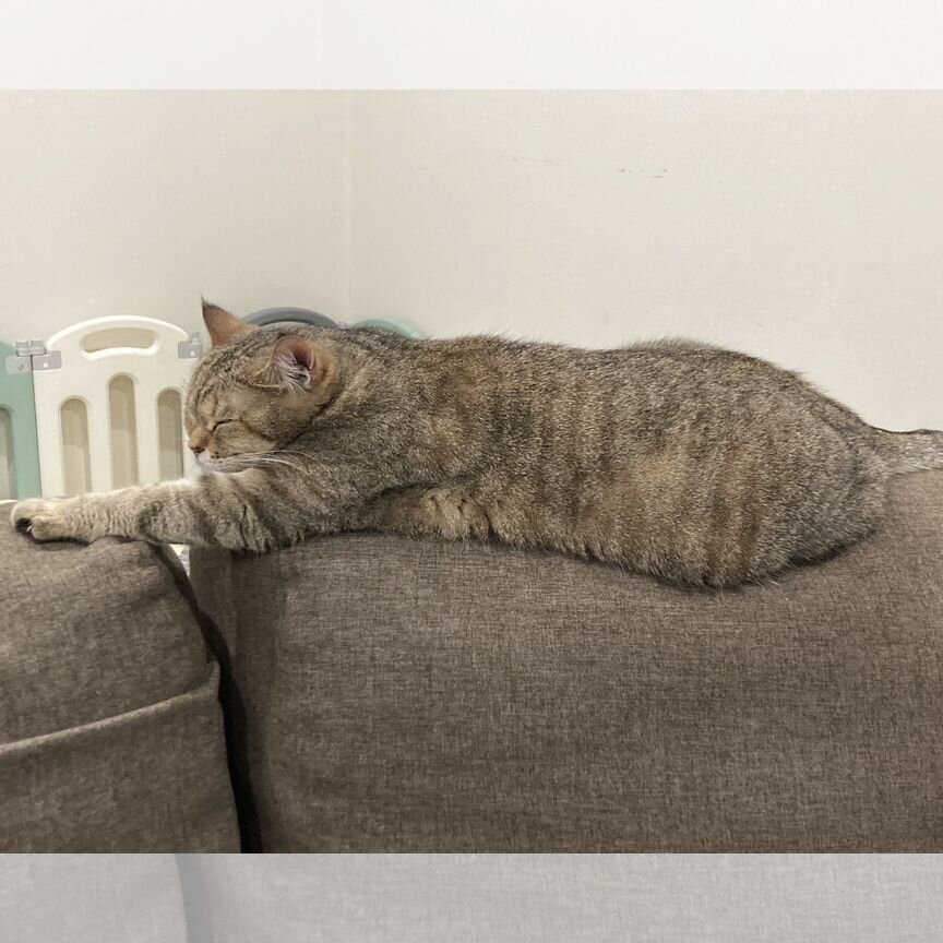 Кошка золотая шиншилла