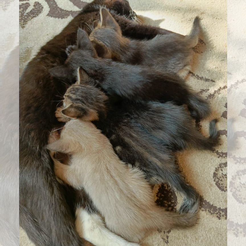 Котята в добрые руки бесплатно