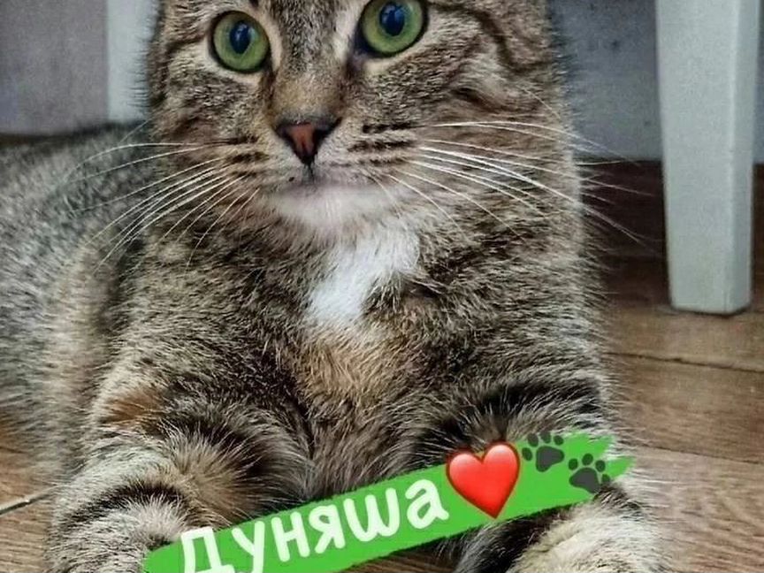 Кошка Дуняша