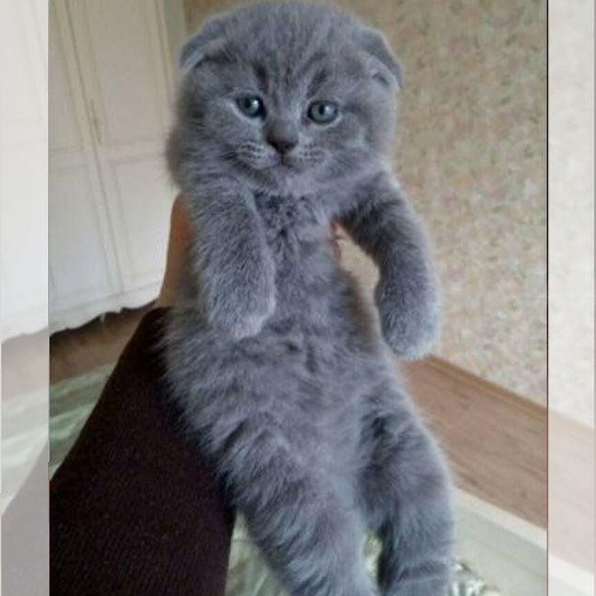 Шотландские, медвежий тип