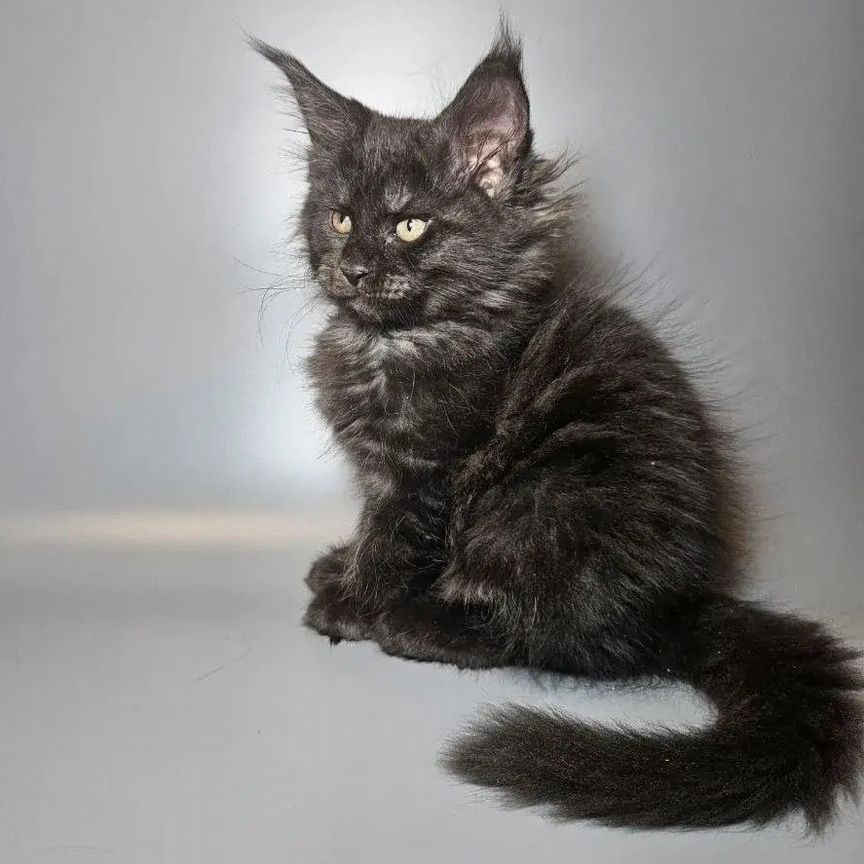 Мейн-кун котёнок