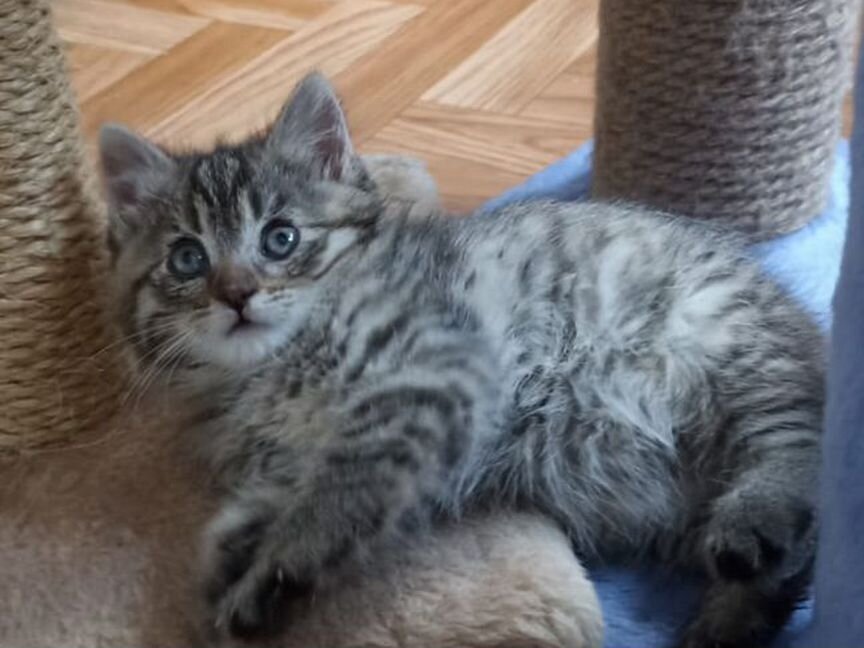 Котенок девочка 1, 5 месяца