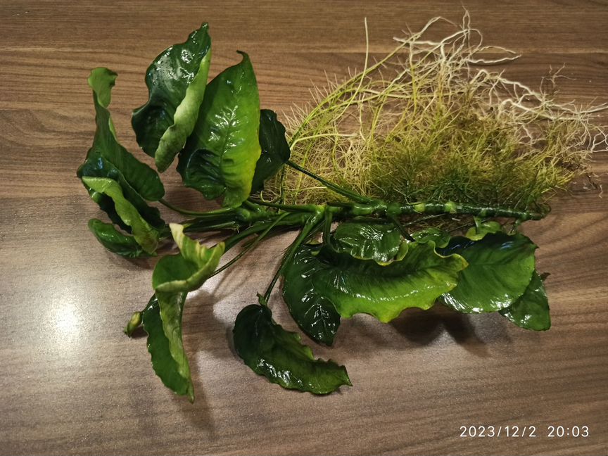 Анубиас бартера