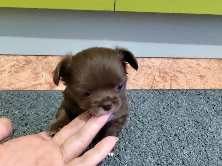 Шоколадный Чихуа