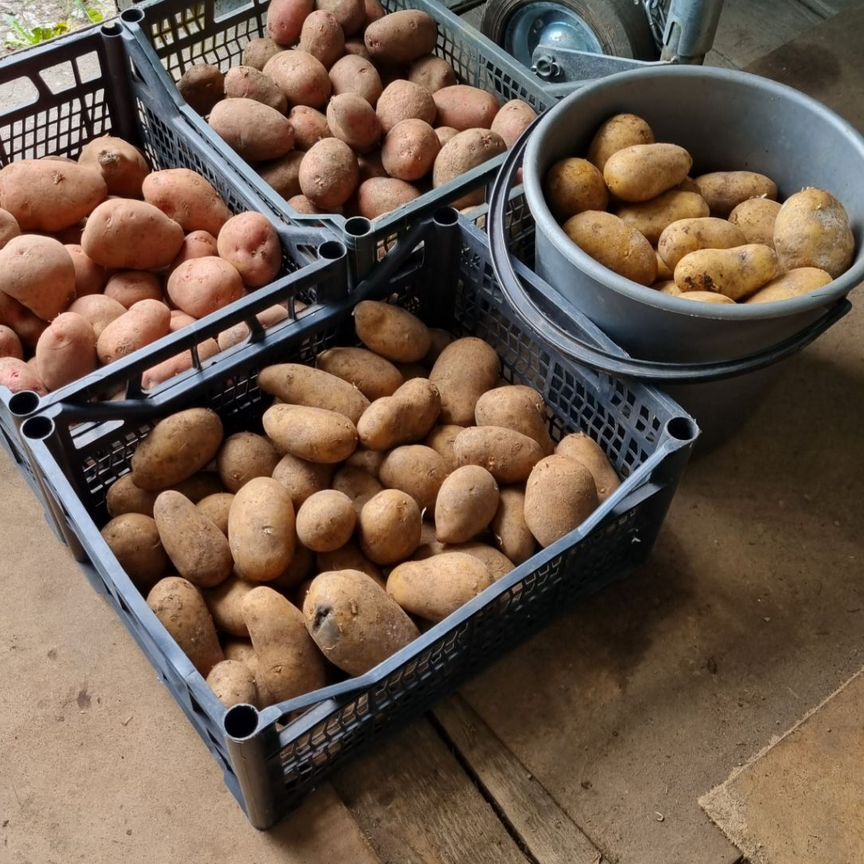 Картофель для животных