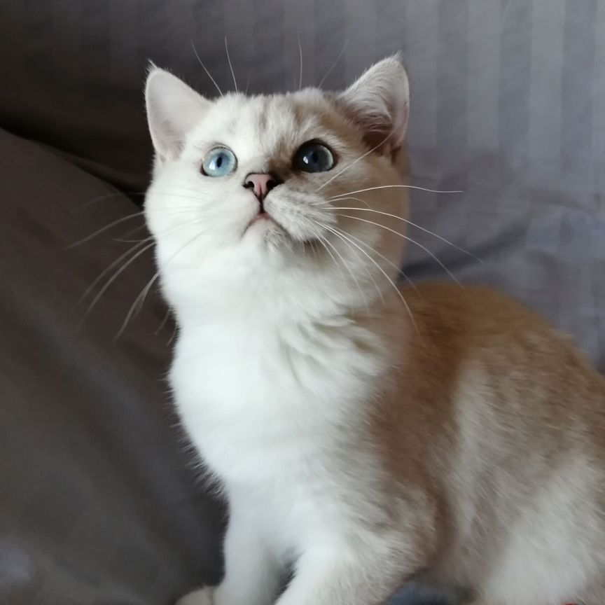Серебристая шиншилла, котик