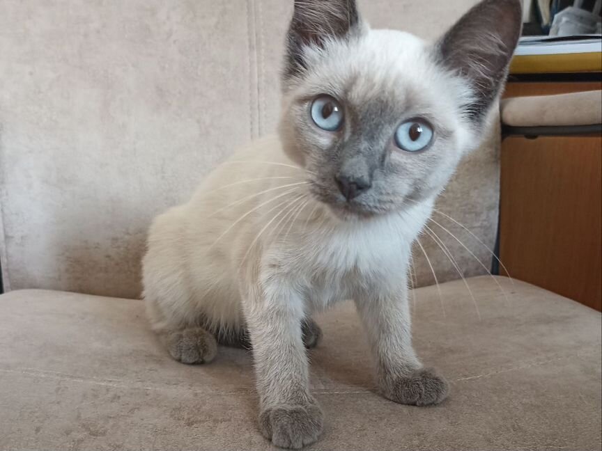 Котенок девочка от папы сиама
