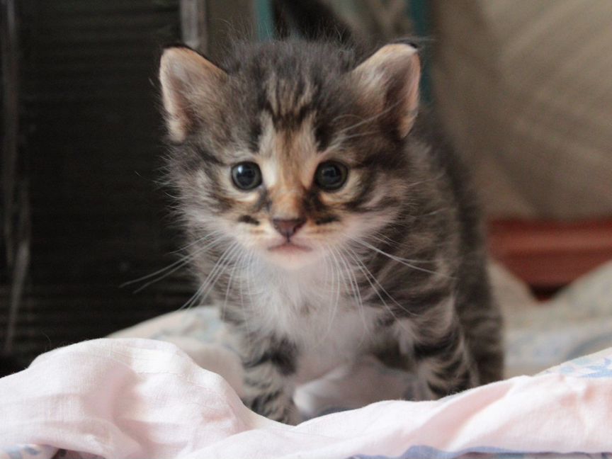 Котик в добрые руки