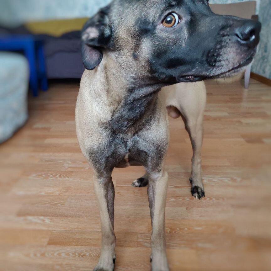 Взрослый пёс в добрые руки