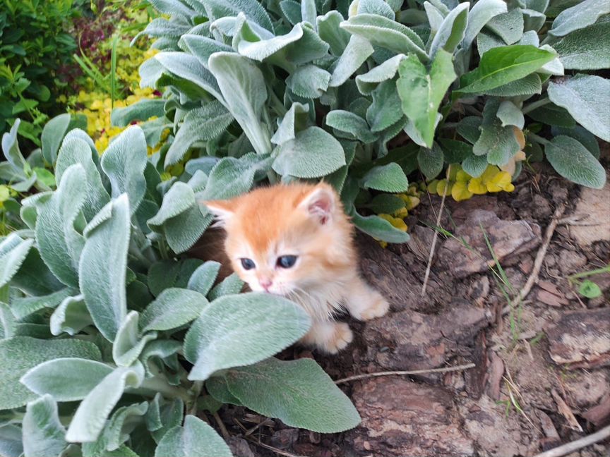 Кот Леопольд