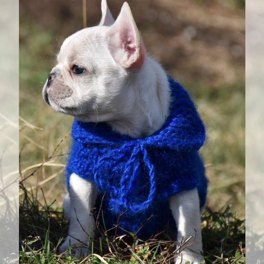 Французский бульдог, щенок