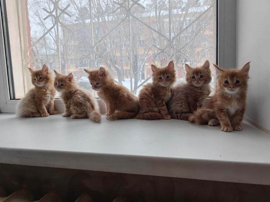 Котята мейн-кун