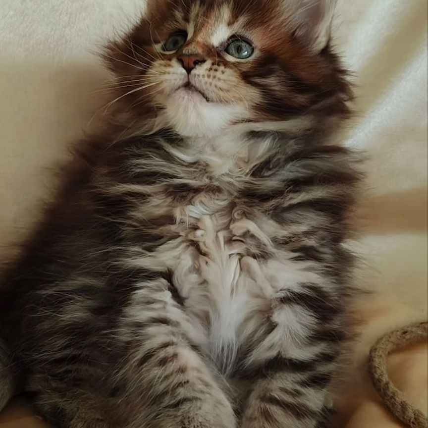 Котята мейн-кун полидакт