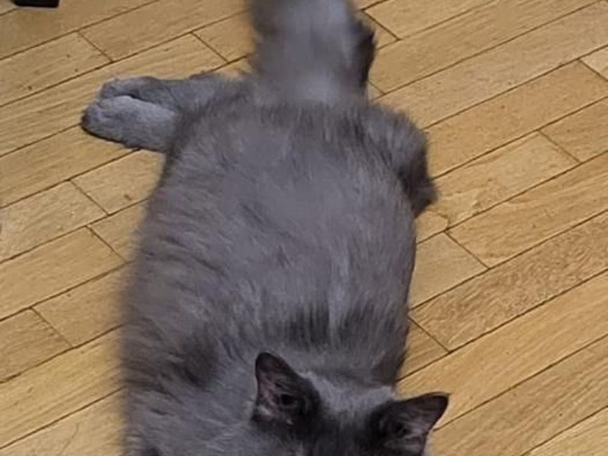 Кошка в добрые руки