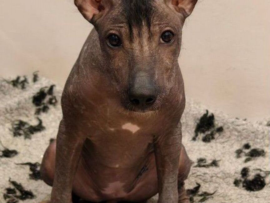 Щенок ксоло