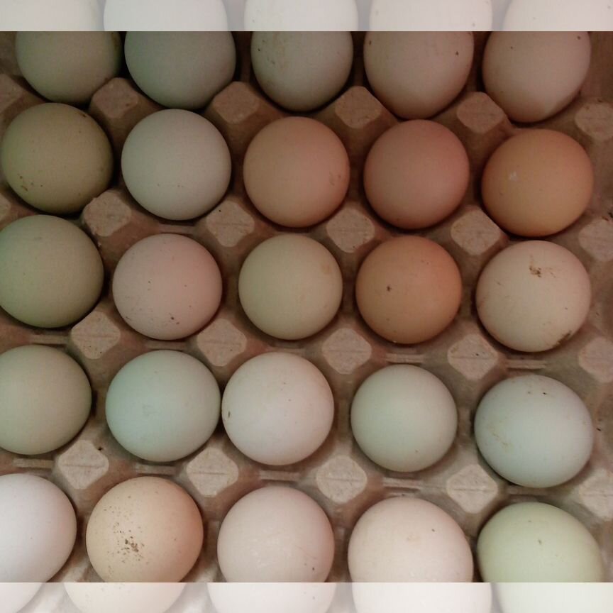 Яйца инкубационое