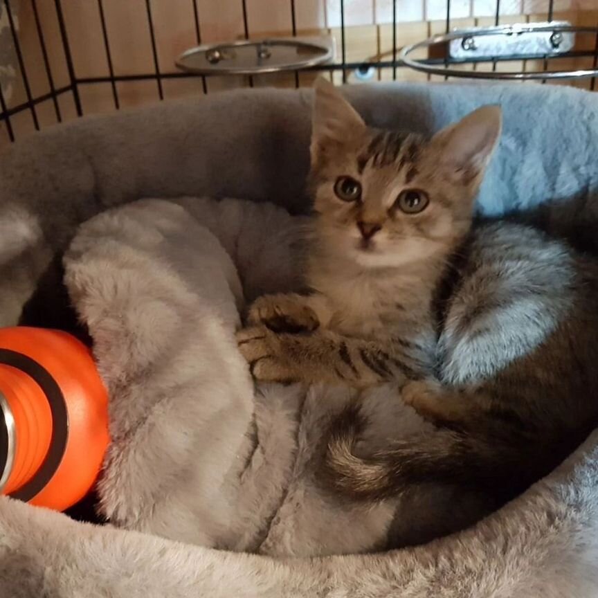 Котенок ищет дом
