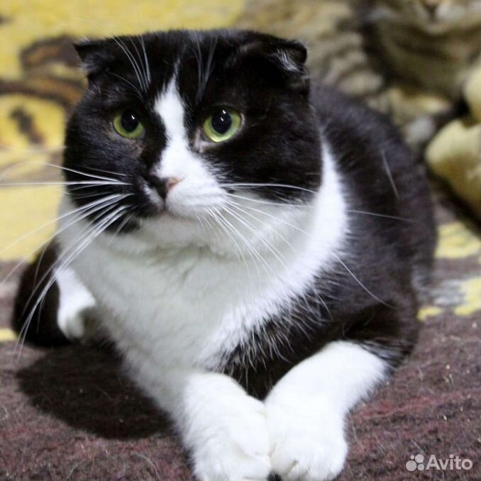 Кошка Лёня ищет дом