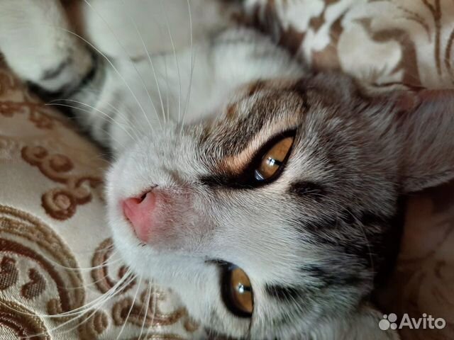 Возьмите котёнка и порадуйте внутреннего ребёнка