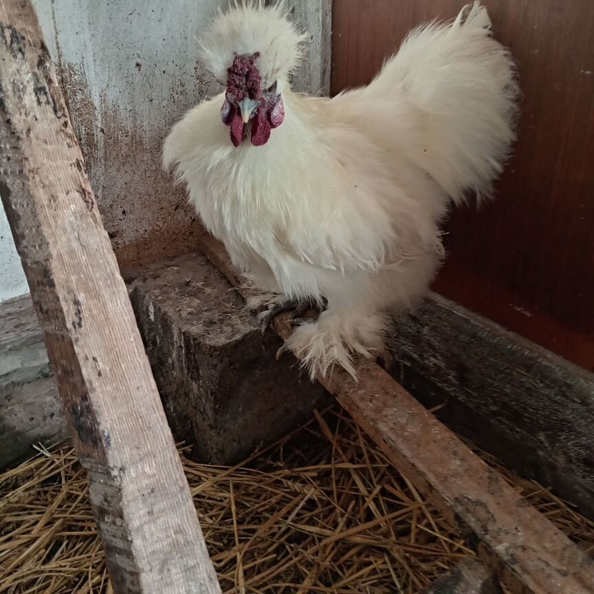 Китайские шелковые петушки