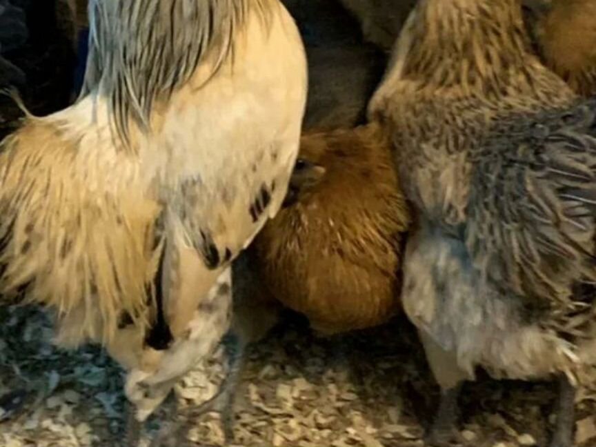 Куры и петух Лакендази и петух Джерсийский гигант