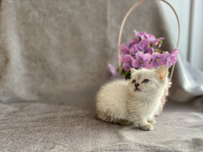 Невские котята в добрые руки