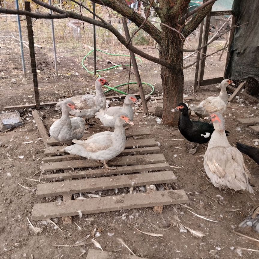 Утаки и утки лаванда