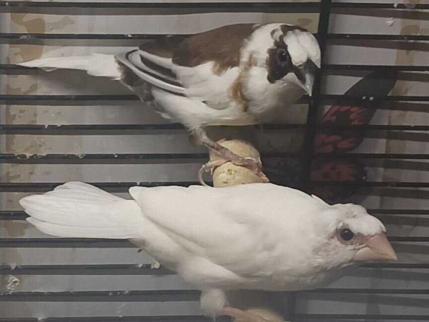 Японские амадины