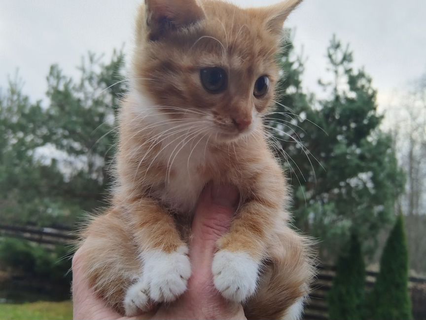 Бездомный рыжий котенок