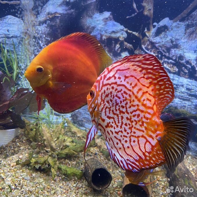 Аквариум 200 литров с Дискусами