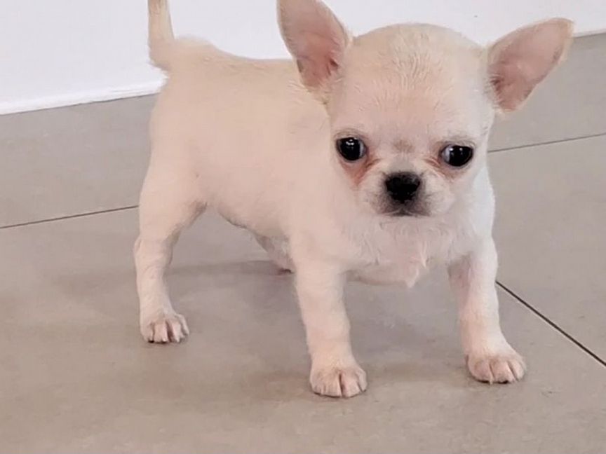 Породные щенки чихуахуа