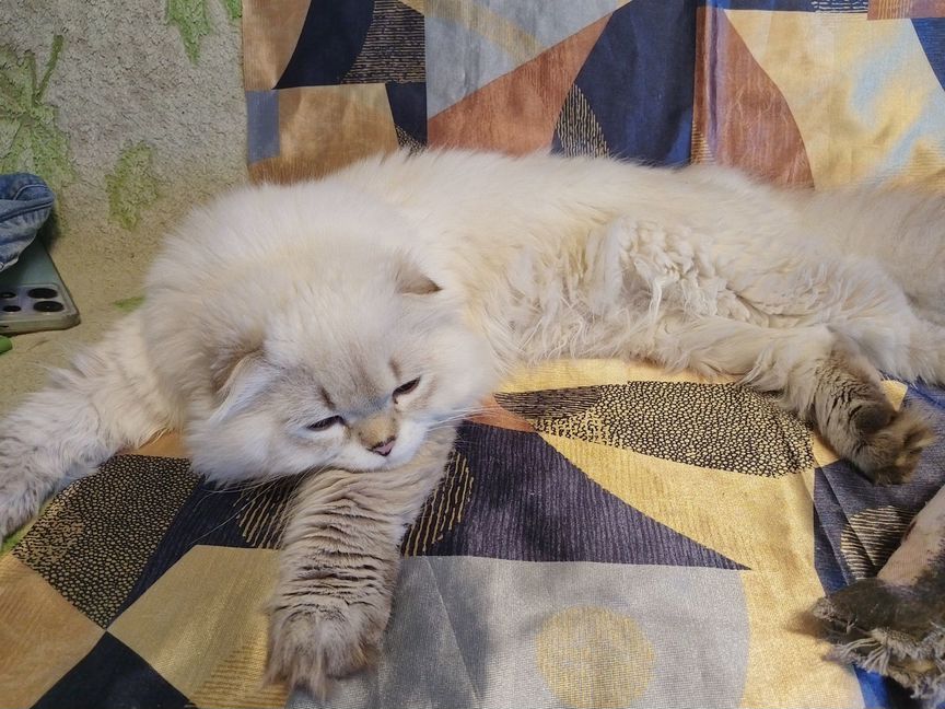 Шотладские вислоухие котята