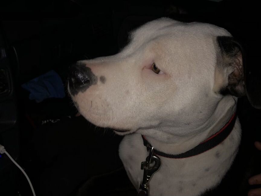 Американский стаффордшский терьер