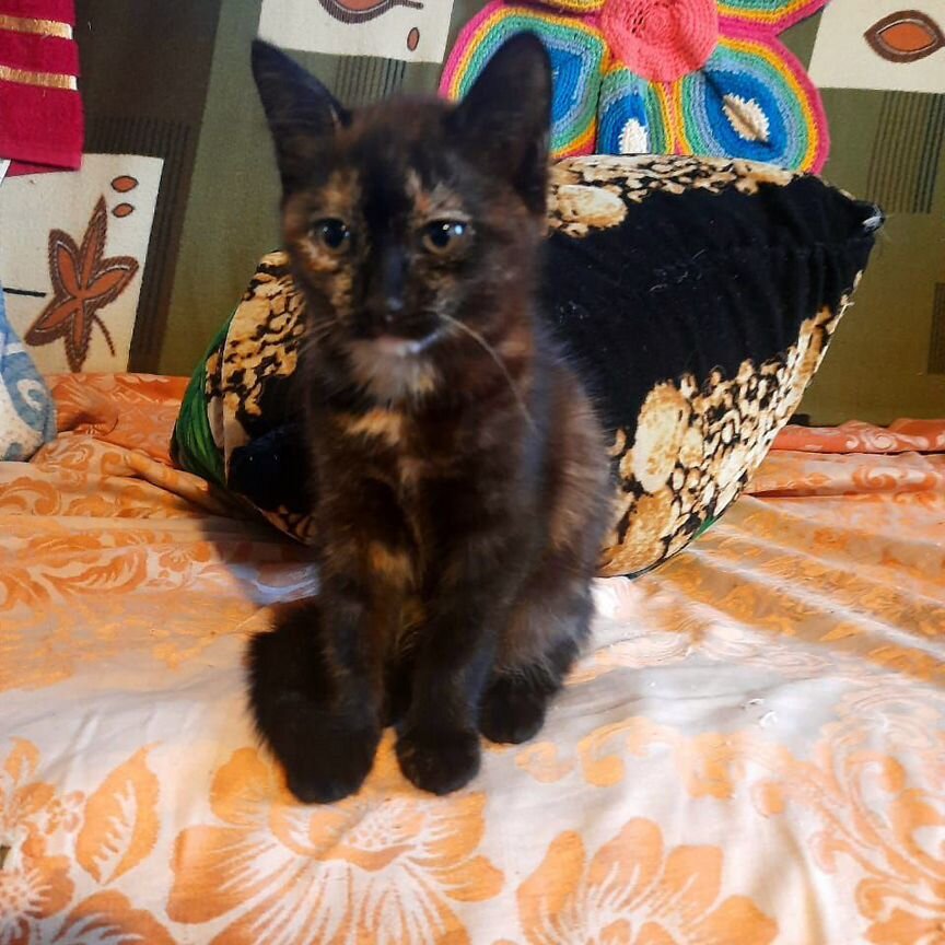 Ищем родителей для девушки 1,месяца