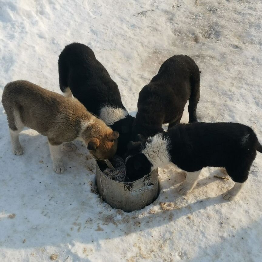 Щенки