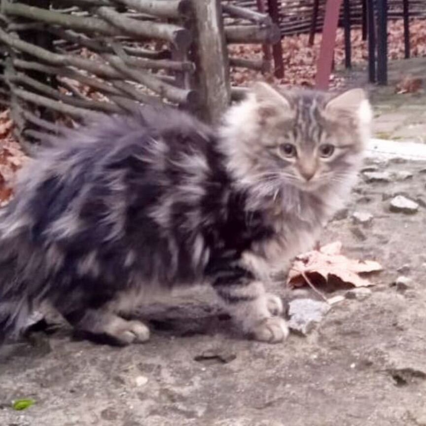 Котёнок в добрые руки