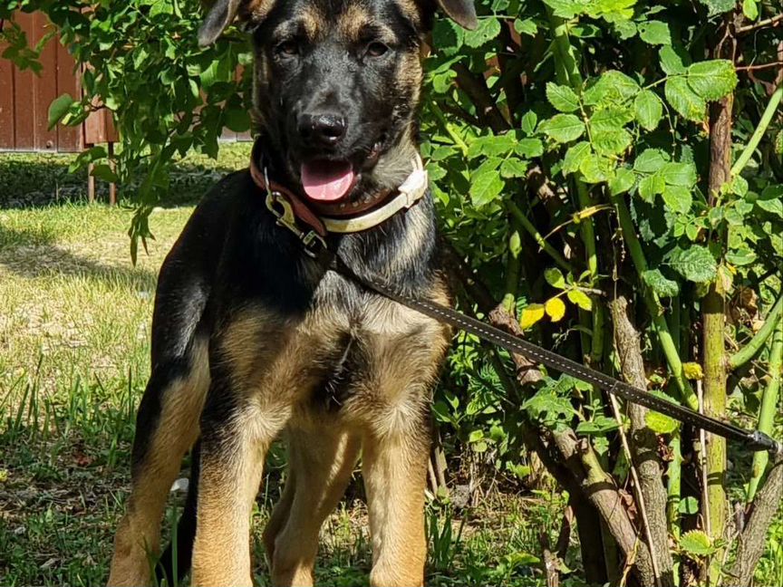 Щенок мечты, Юся, 4 месяца