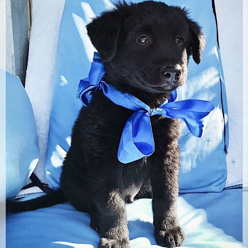 Плюшевый мальчик в добрые руки