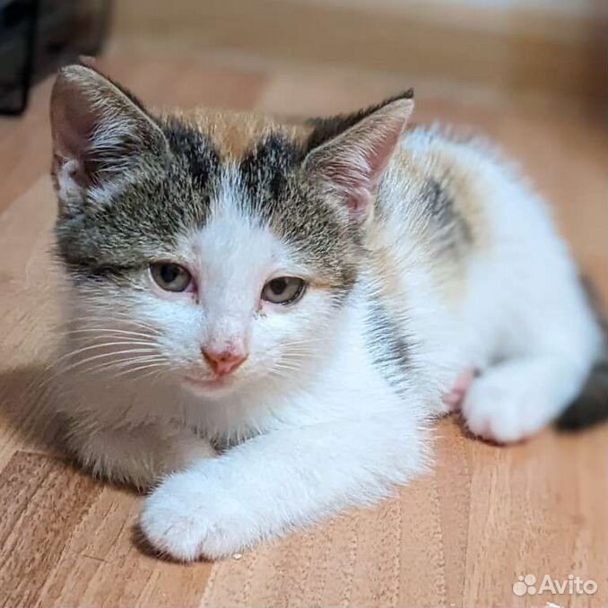 Трёхцветная малышка ищет дом. Котенок
