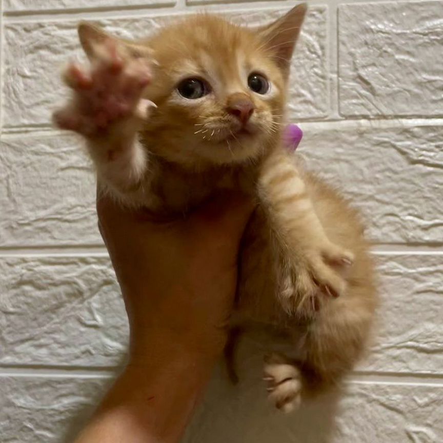 Маленький котенок-мальчик ищет дом