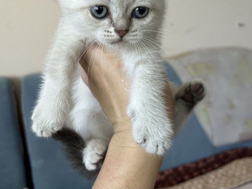 Кошка серебристая шиншилла