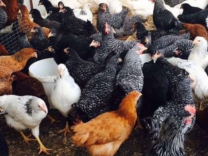 Куры несушки