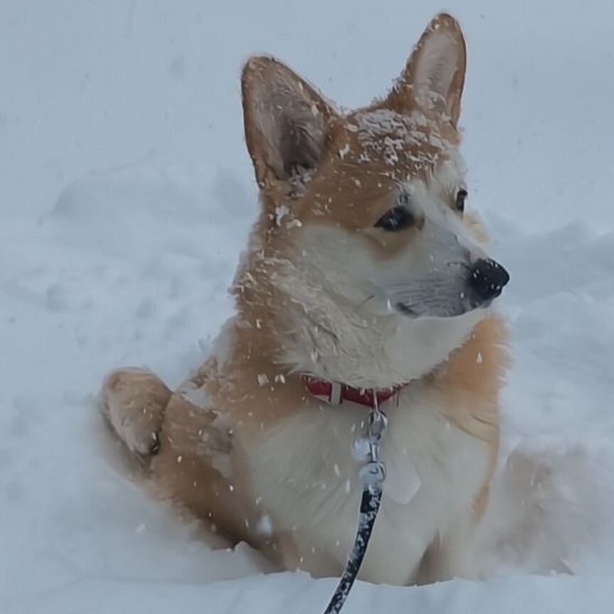 Вельш Корги Пемброк, вязка