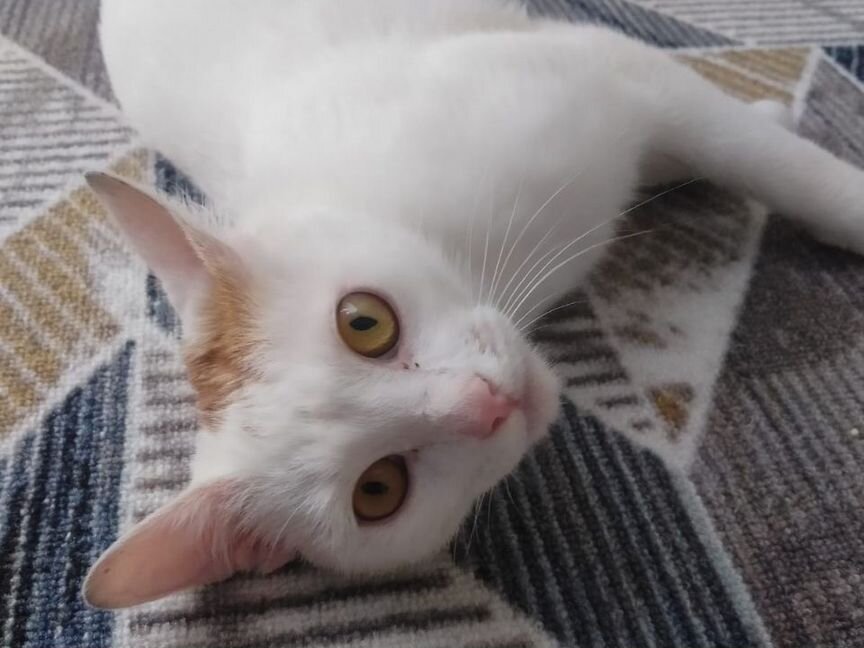 Ласковый умный котик в поисках дома