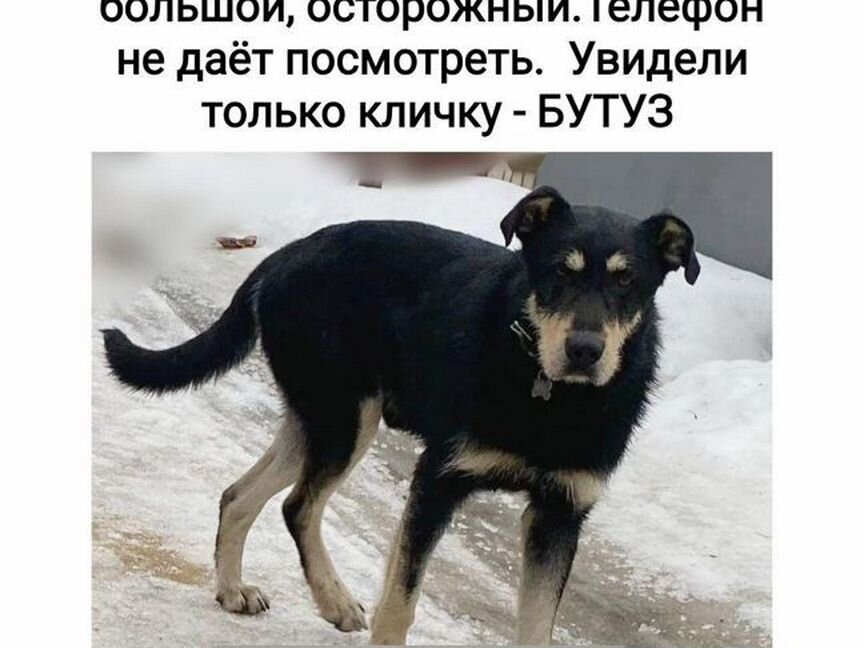 Найдена собака с адресником. Хозяин отзовись