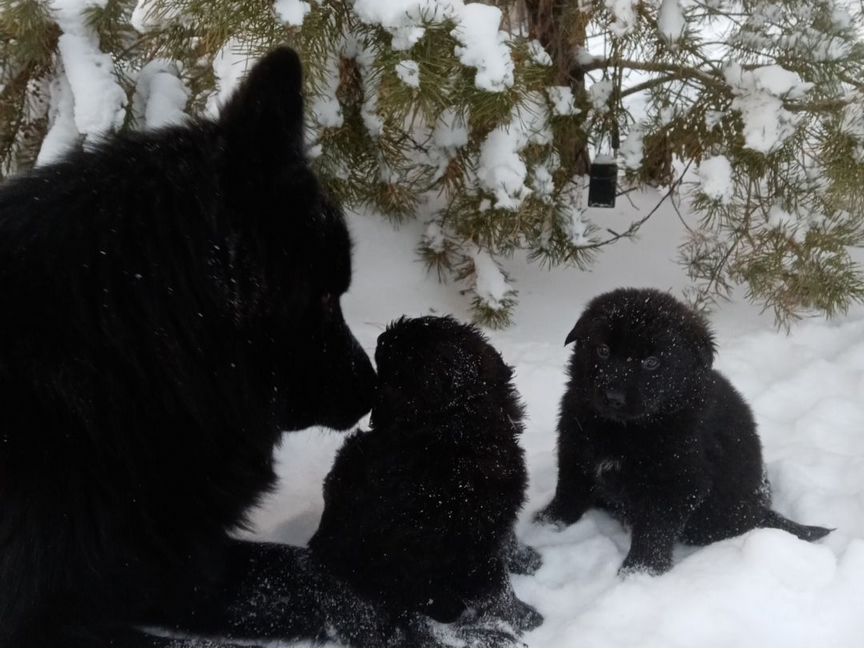 Щенки немецкой овчарки